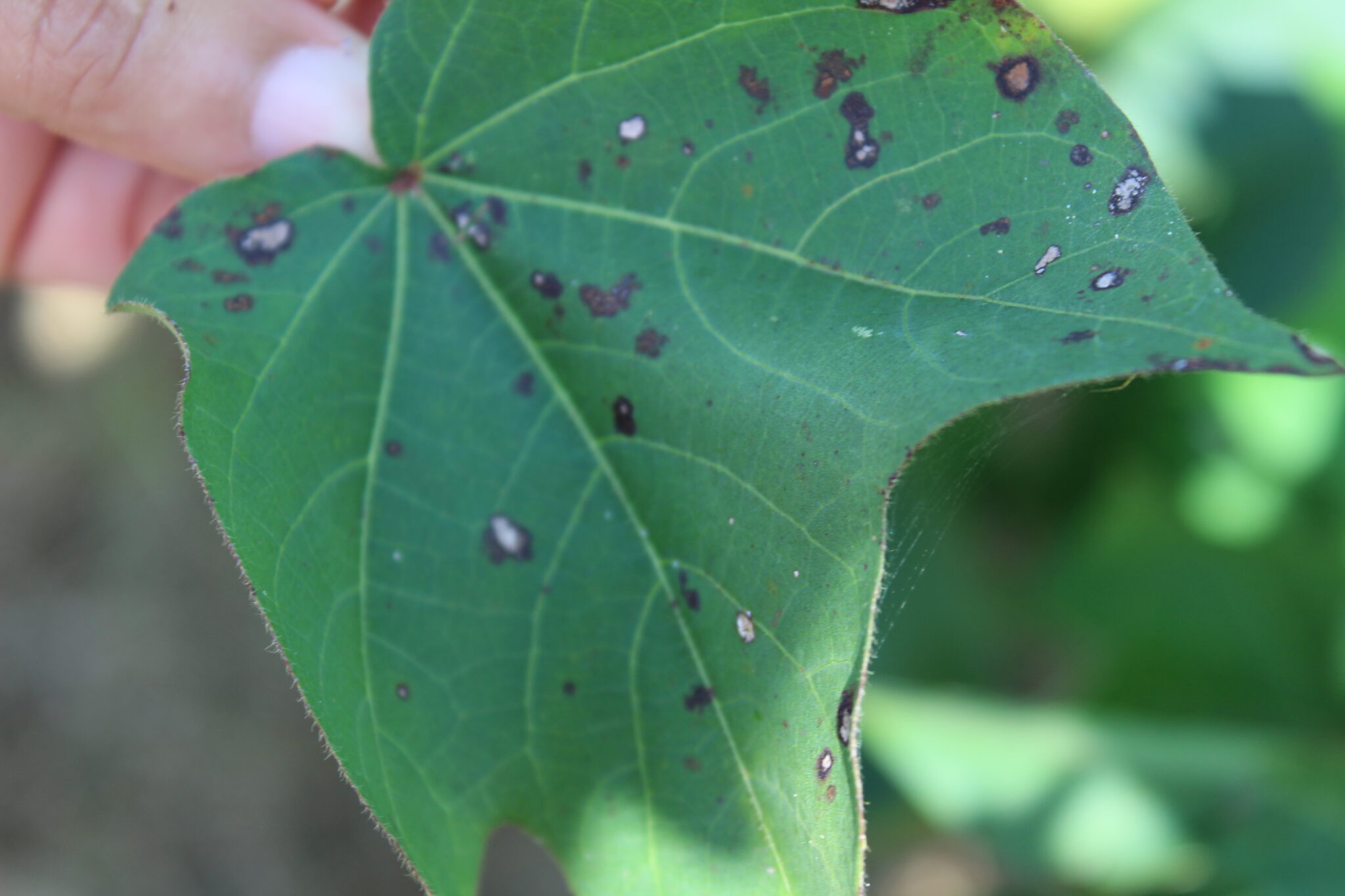 Extension Publications – NCSU Tobacco and Field Crops Pathology